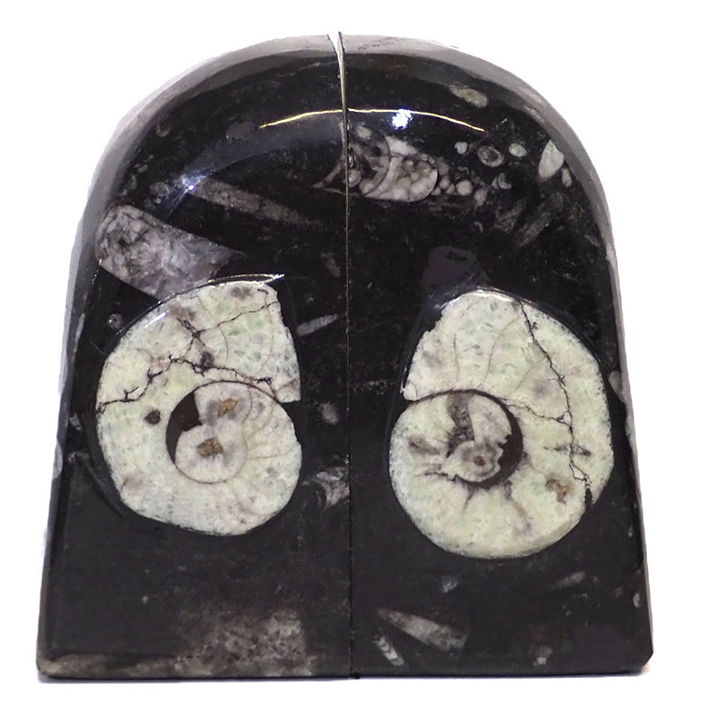 Ammonite - Australia-Wide Shipping, Buy Online, AfterPay Available