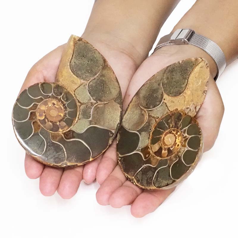 0.59kg Natural Ammonite Fossil Pairs DS1539 For Sale - AfterPay Available