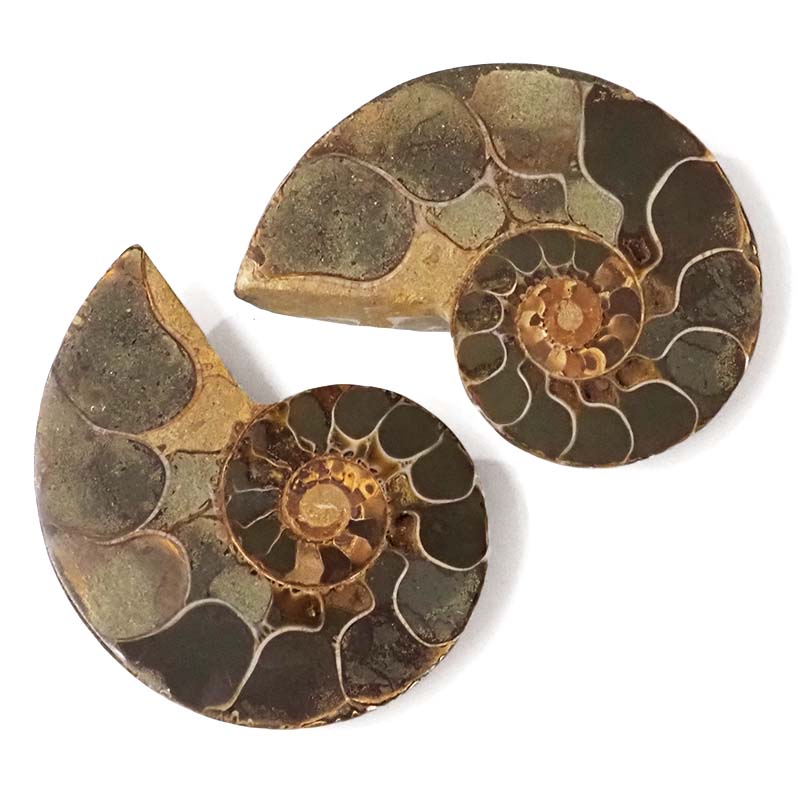 0.59kg Natural Ammonite Fossil Pairs DS1539 For Sale - AfterPay Available