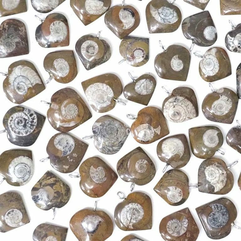 Ammonite - Australia-Wide Shipping, Buy Online, AfterPay Available