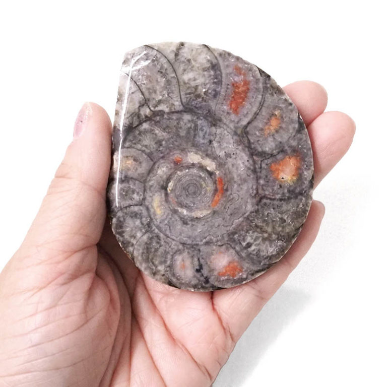 Ammonite - Australia-Wide Shipping, Buy Online, AfterPay Available