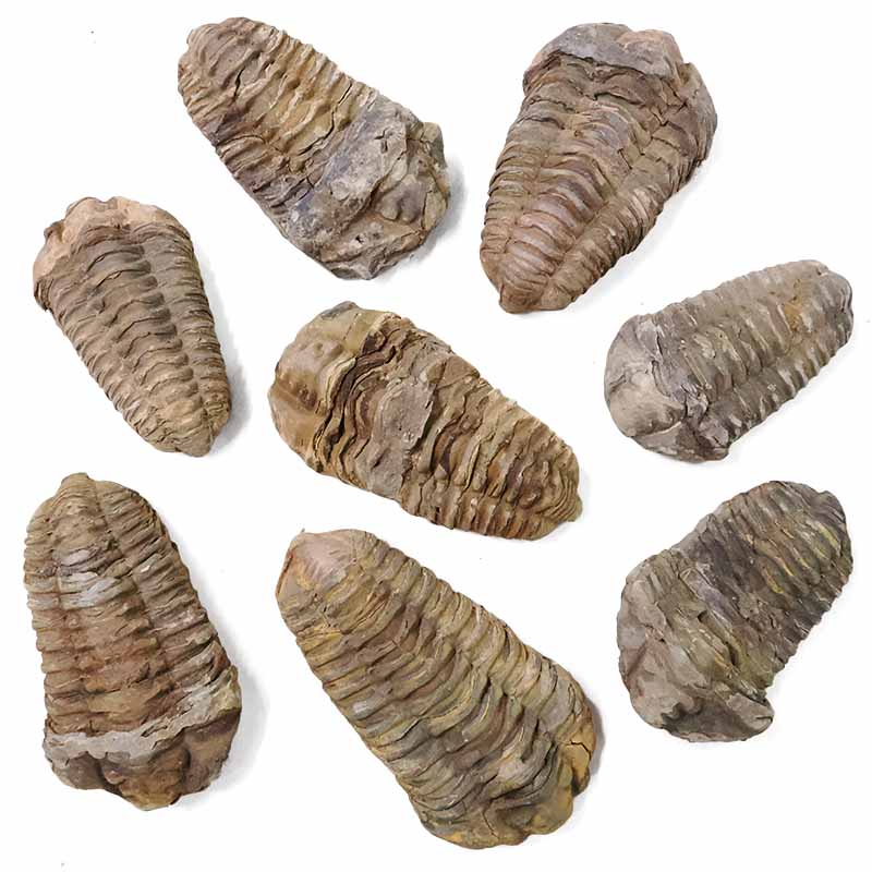 Trilobite Fossil Specimen For Sale - AfterPay Available